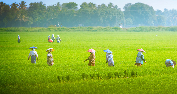 Kuttanad Alleppey (Timings, History, Entry Fee, Images & Information ...