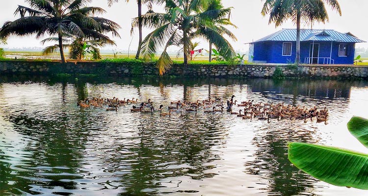 Kuttanad Alleppey (Timings, History, Entry Fee, Images & Information ...